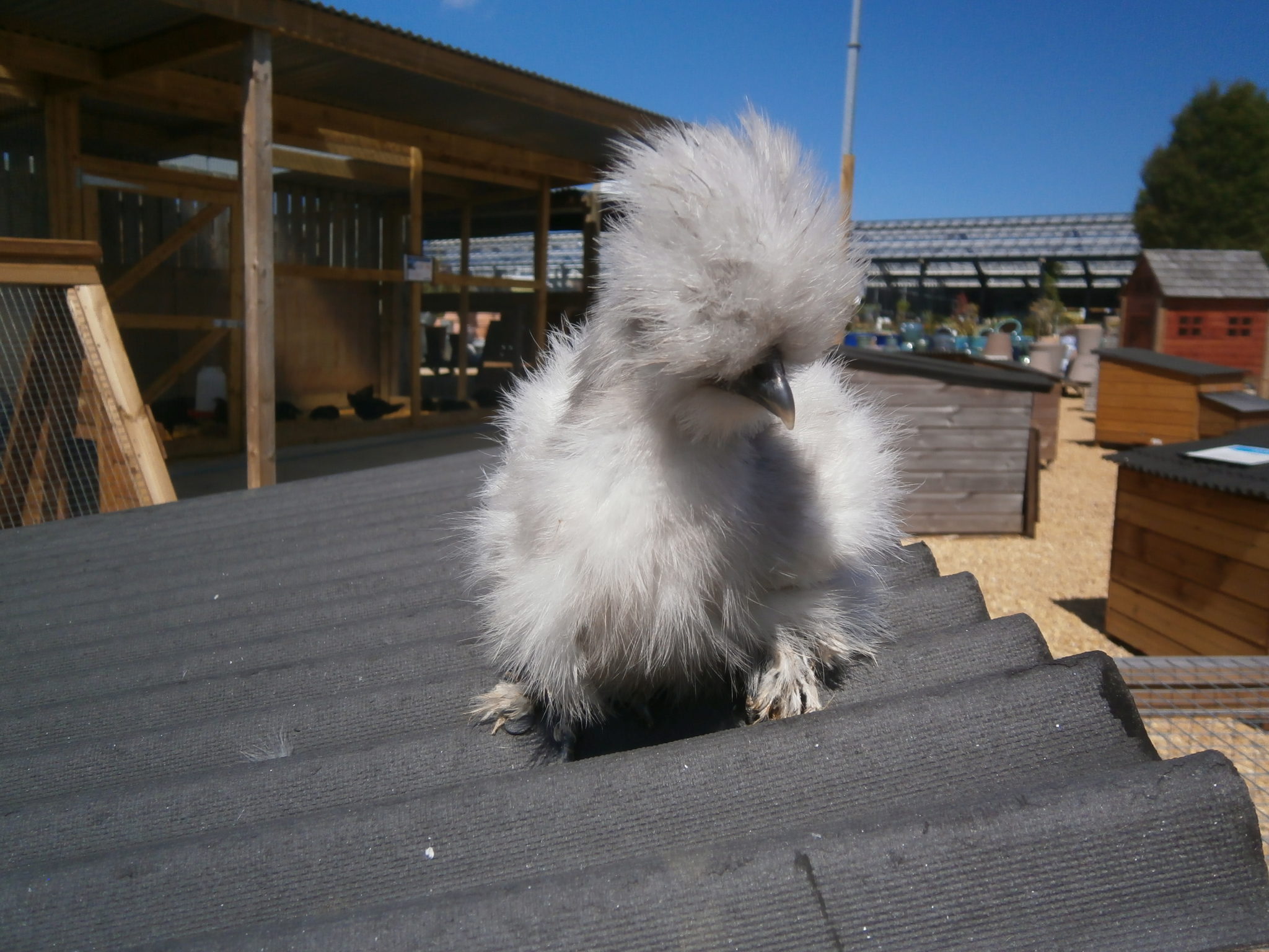 Gallery - The Poultry Centre