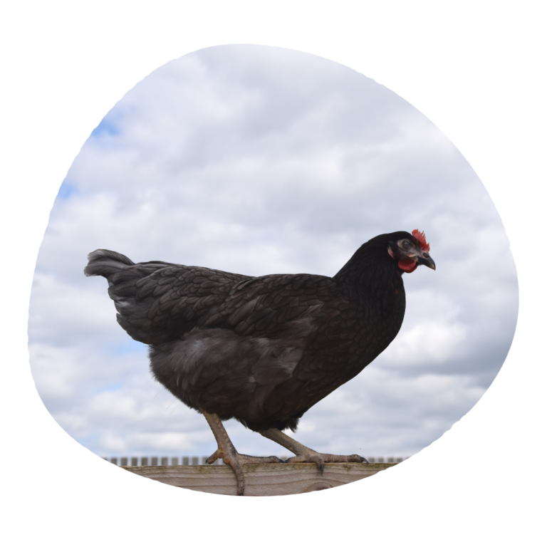 Live Birds - Hybrids - The Poultry Centre