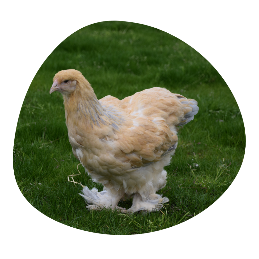 Live Birds - Pure Rare Breeds - The Poultry Centre
