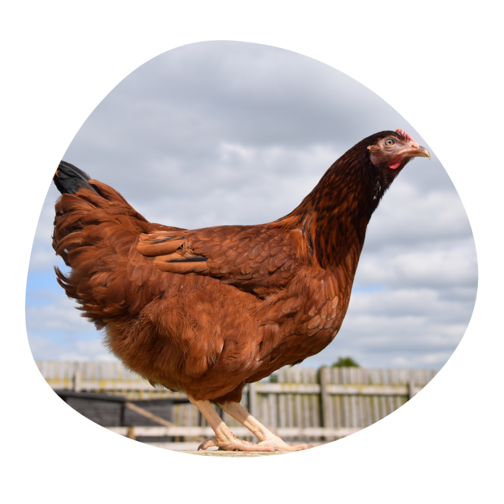 Live Birds - Hybrids - The Poultry Centre