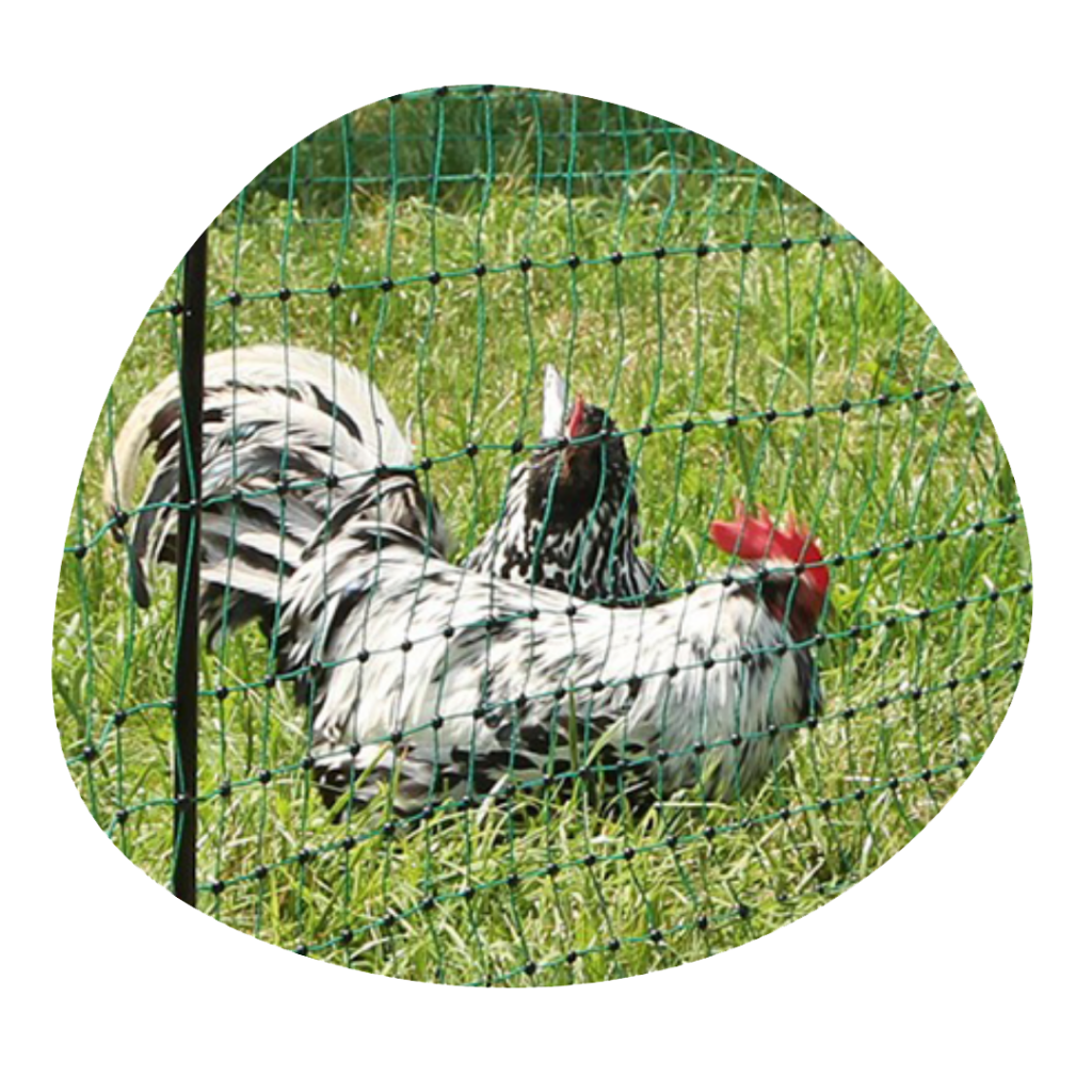 Fencing - The Poultry Centre