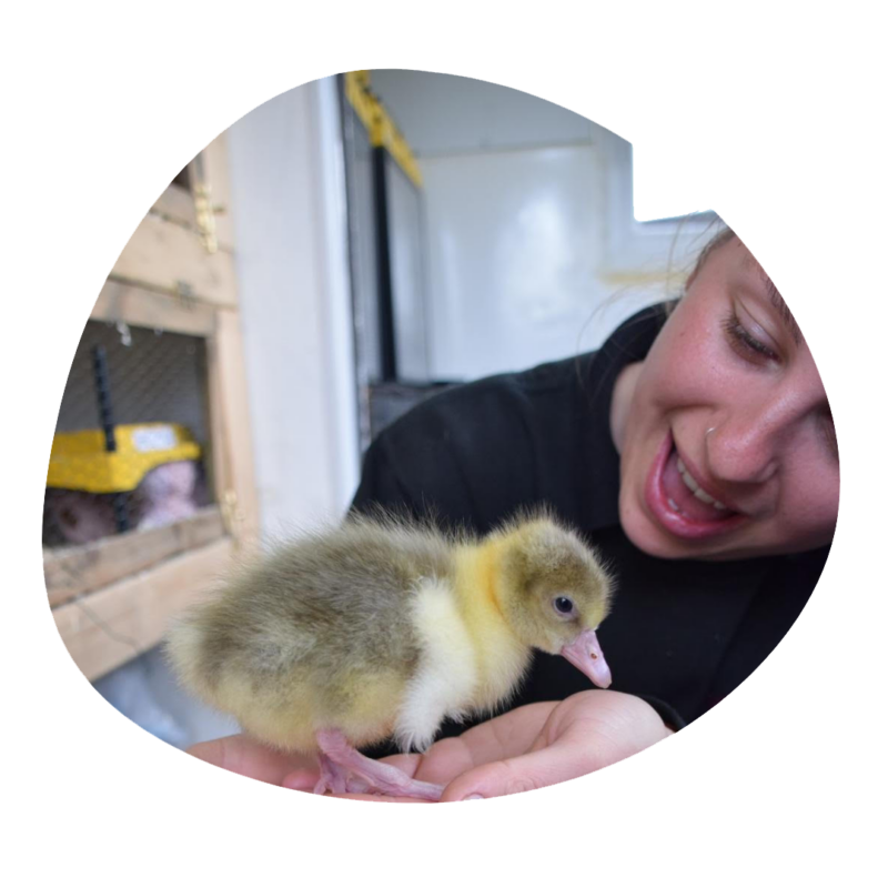 About Us - The Poultry Centre