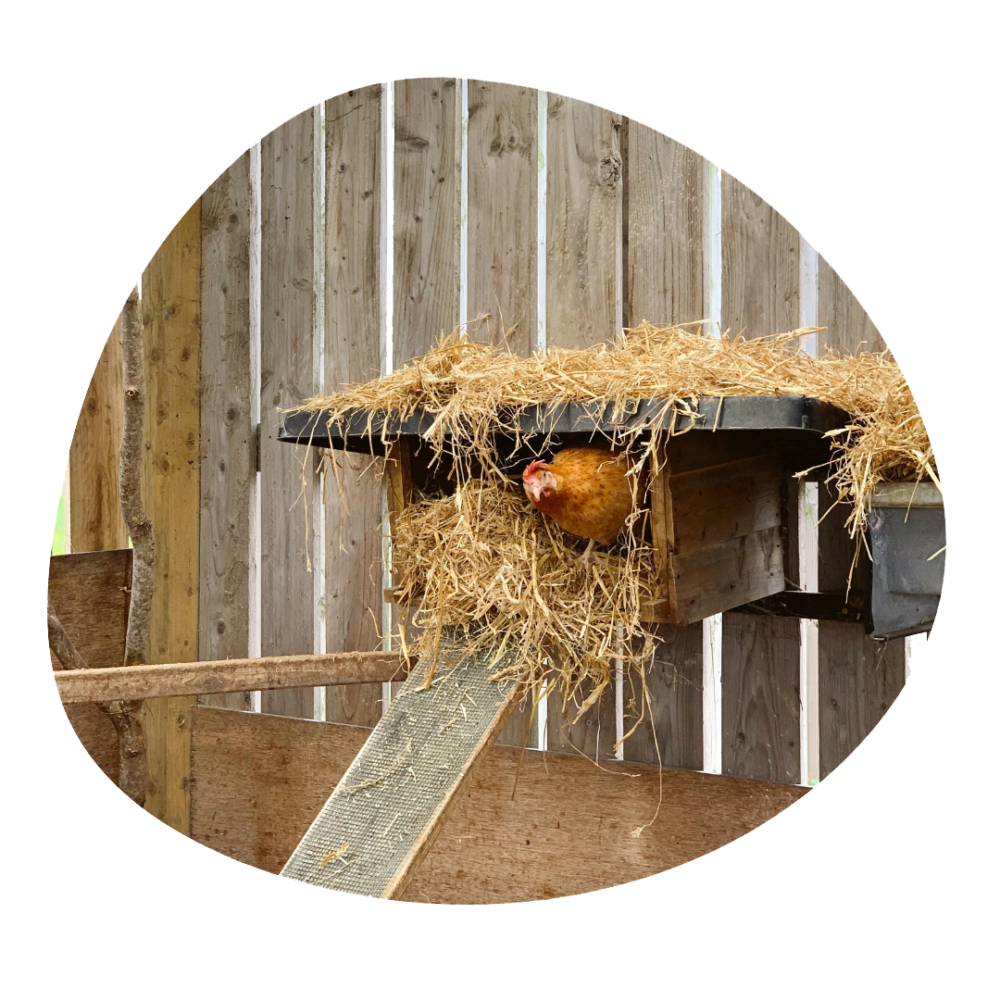 Housing - The Poultry Centre