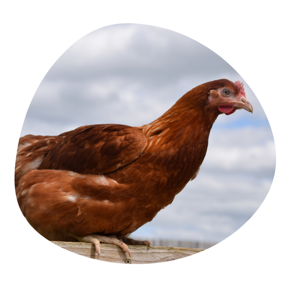 Live Birds - Hybrids - The Poultry Centre