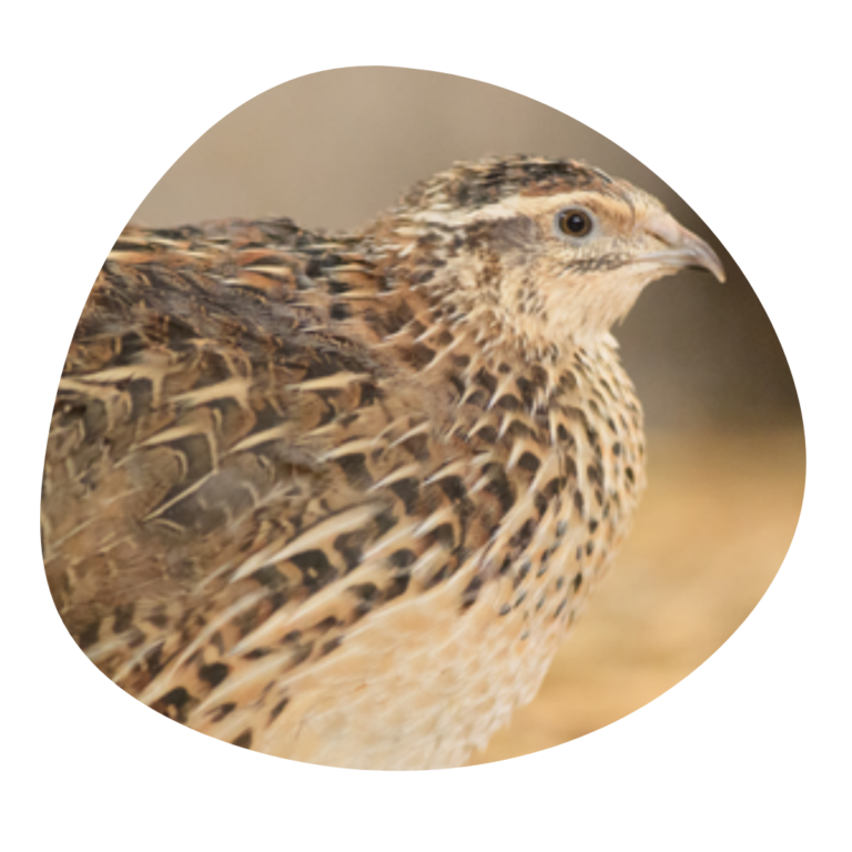 Live Birds - Quail - The Poultry Centre