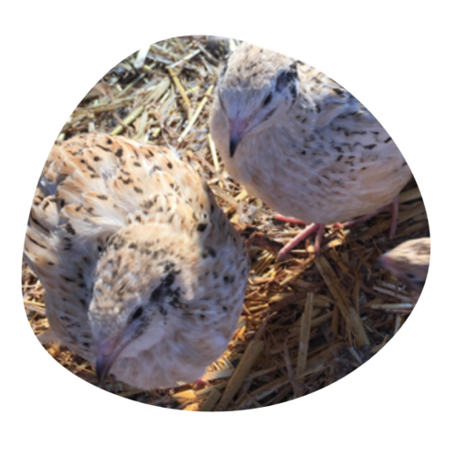 Live Birds - Quail - The Poultry Centre