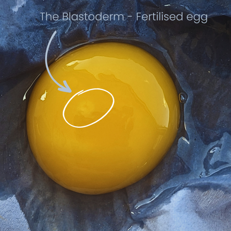 Incubating eggs - A thorough Guide - The Poultry Centre