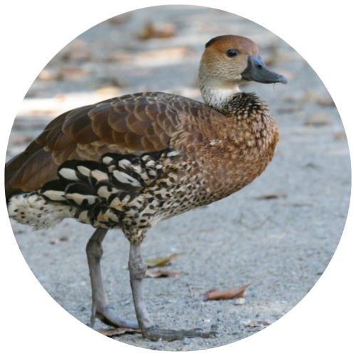 Live Birds - Ornamental Waterfowl - The Poultry Centre